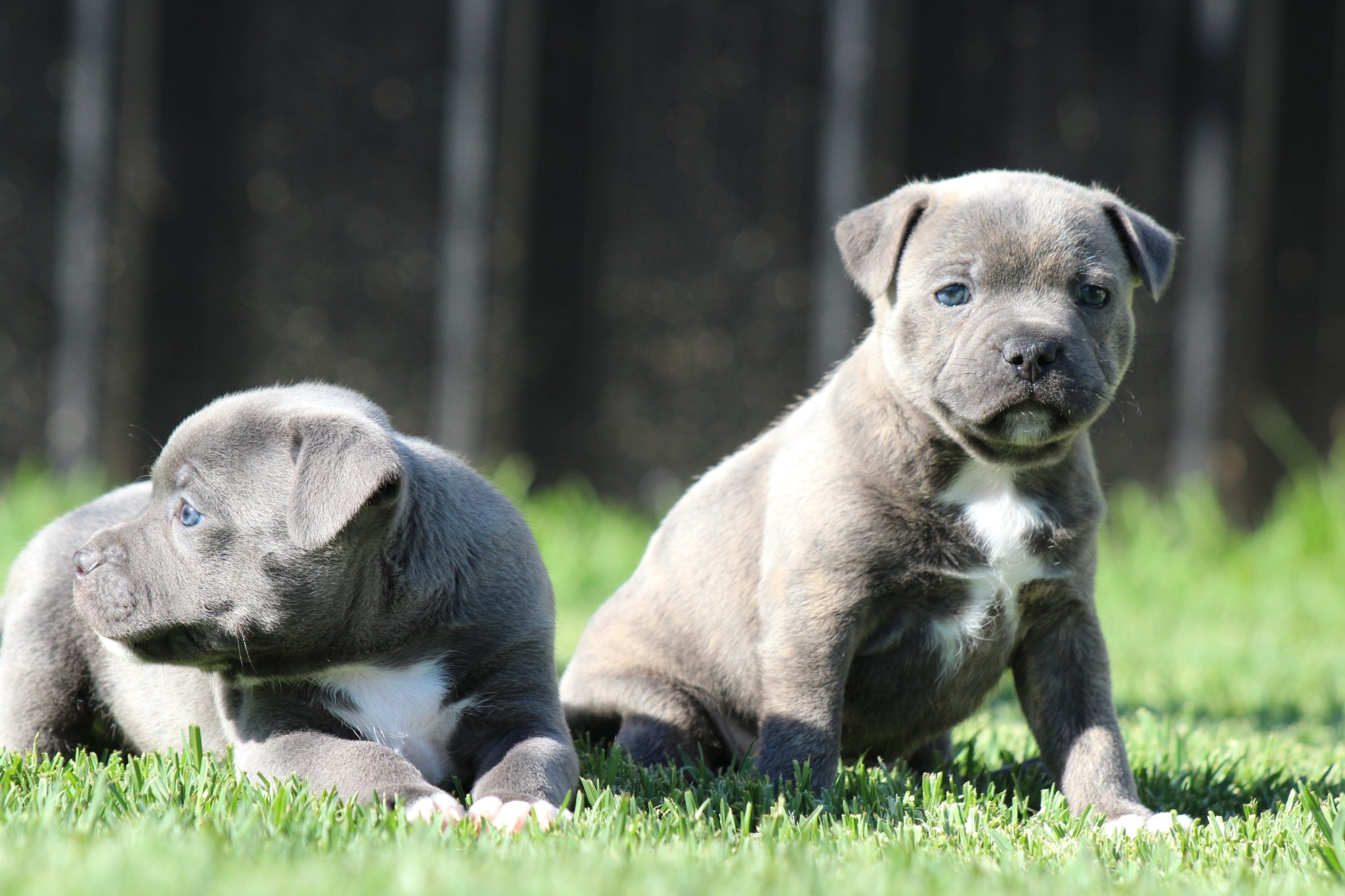 Our Pups – All Blue Staff