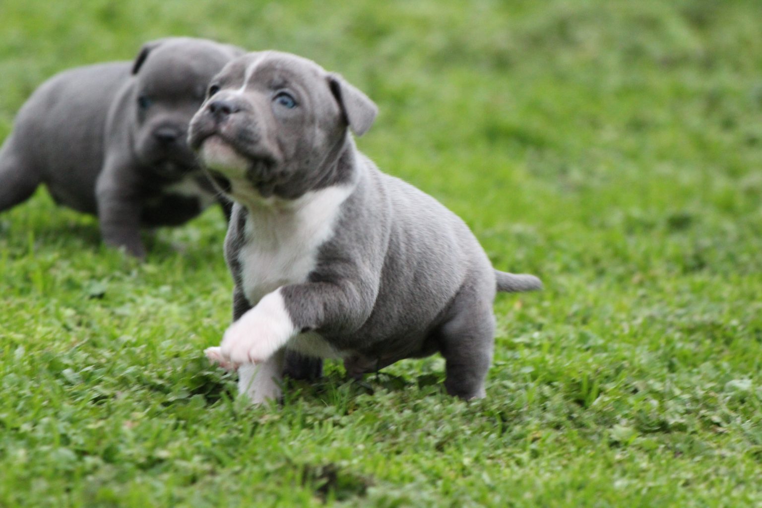 Our Pups – All Blue Staff