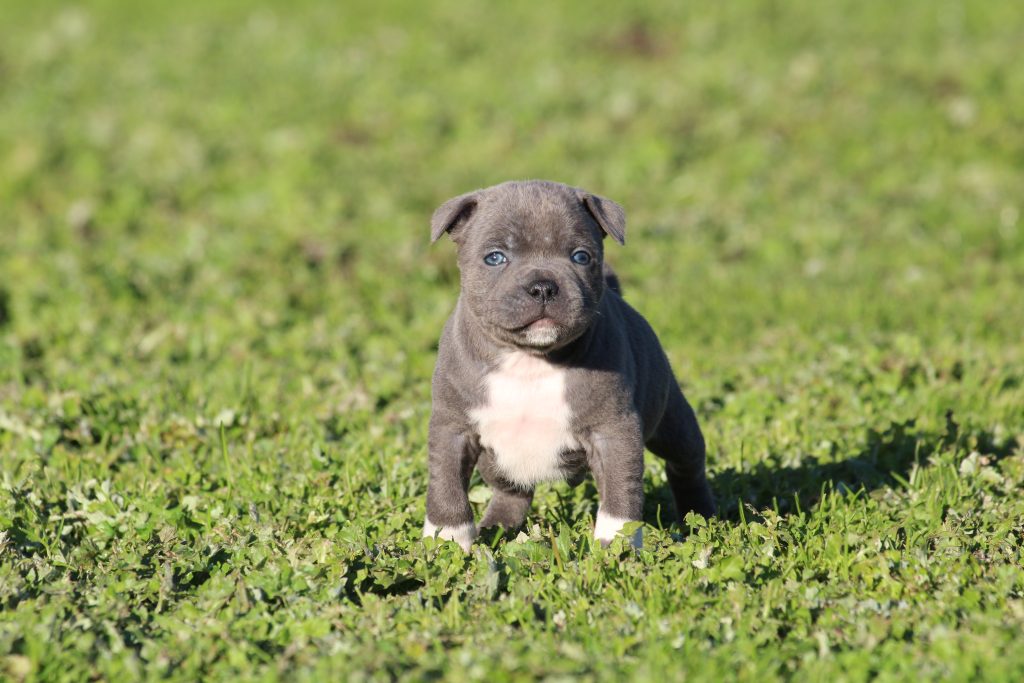 Our Pups – All Blue Staff